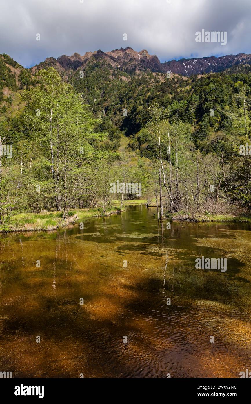 Brown pond surrounded by lush forest in front of steep, high mountain ...
