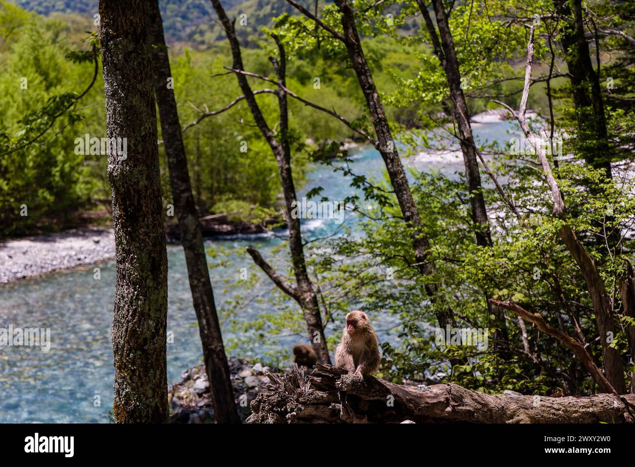 Wild Japanese Macaque (Snow Monkey) in a forest in the Northern ...