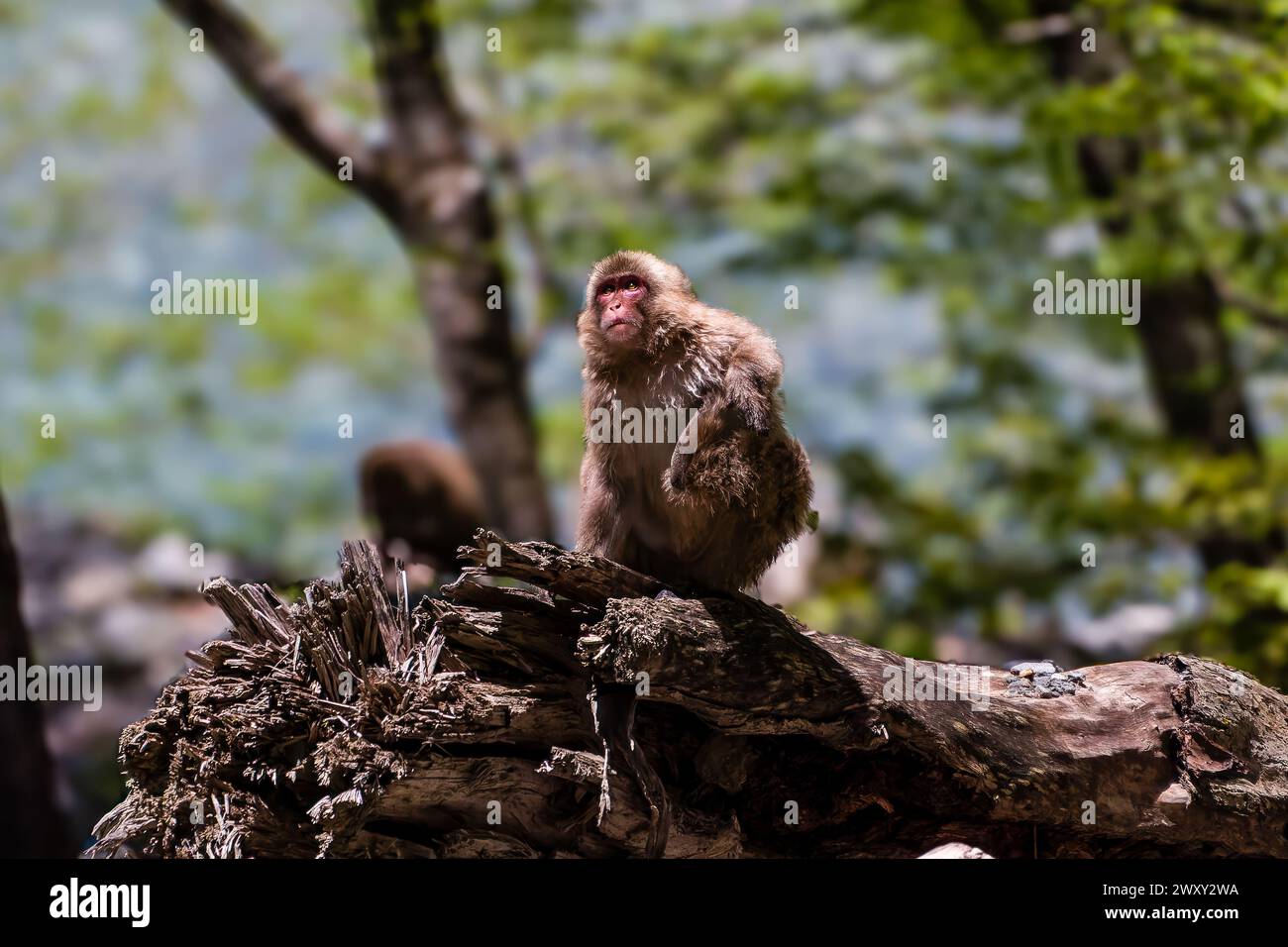 Wild Japanese Macaque (Snow Monkey) in a forest in the Northern ...