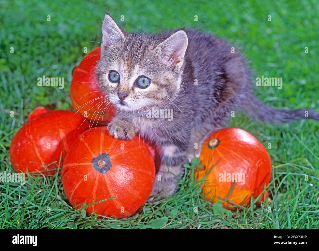 Kitten with pumpkins hi-res stock photography and images - Alamy