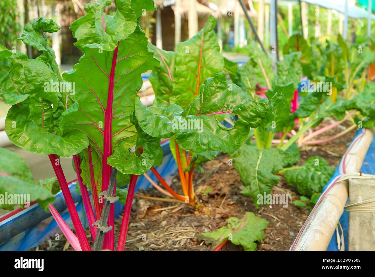 Chards or Swiss Chards, which Taste Better and Reduces Its Oxalate Acid ...