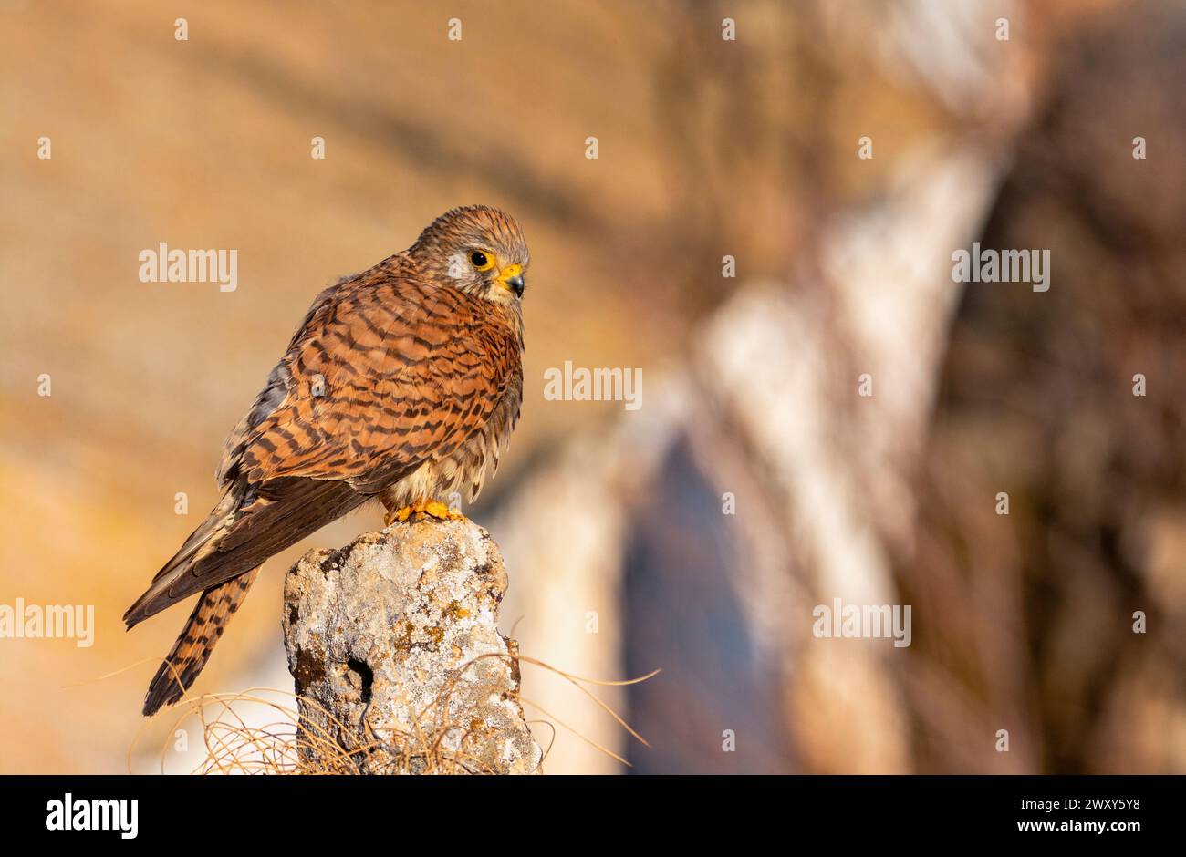 Female Lesser Kestrel perched on a perch. Wildlife Stock Photo - Alamy