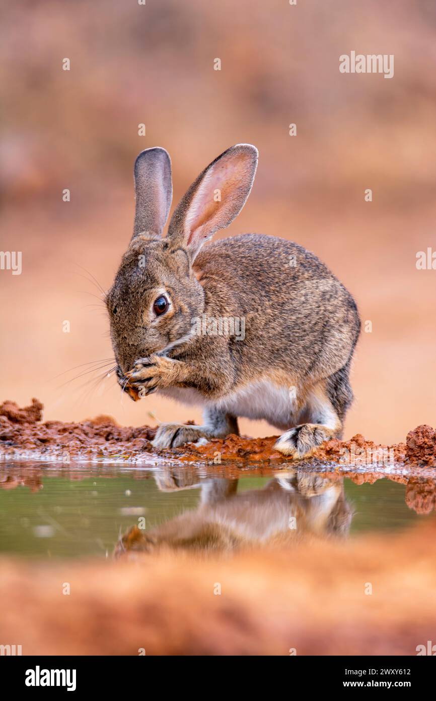 Iberian hare in the field in Castilla La Mancha, Spain. Iberian hare ...
