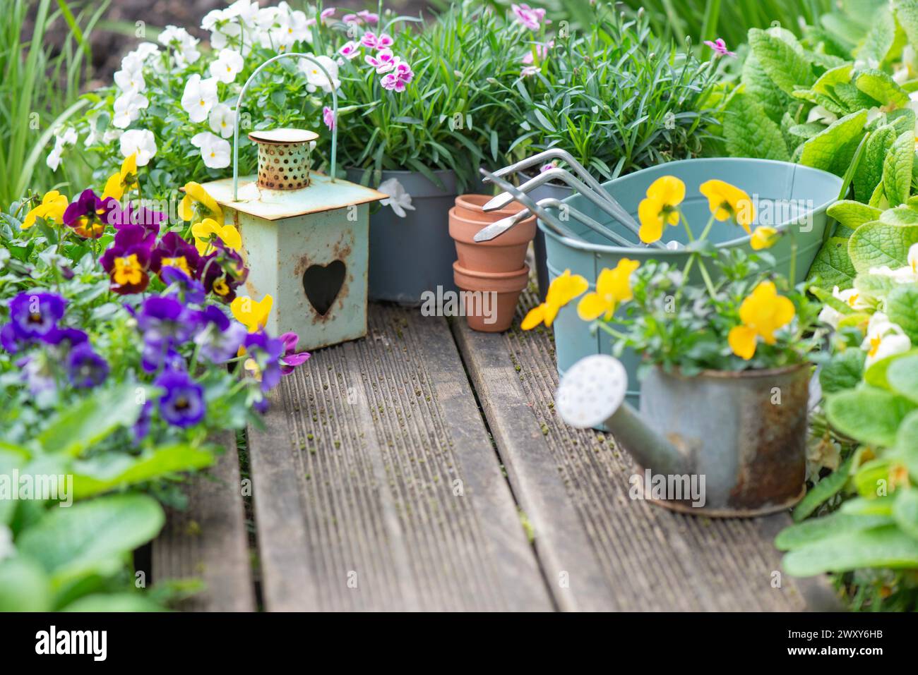 pretty colorful flowers blooming and arranged on part of wooden terrace ...