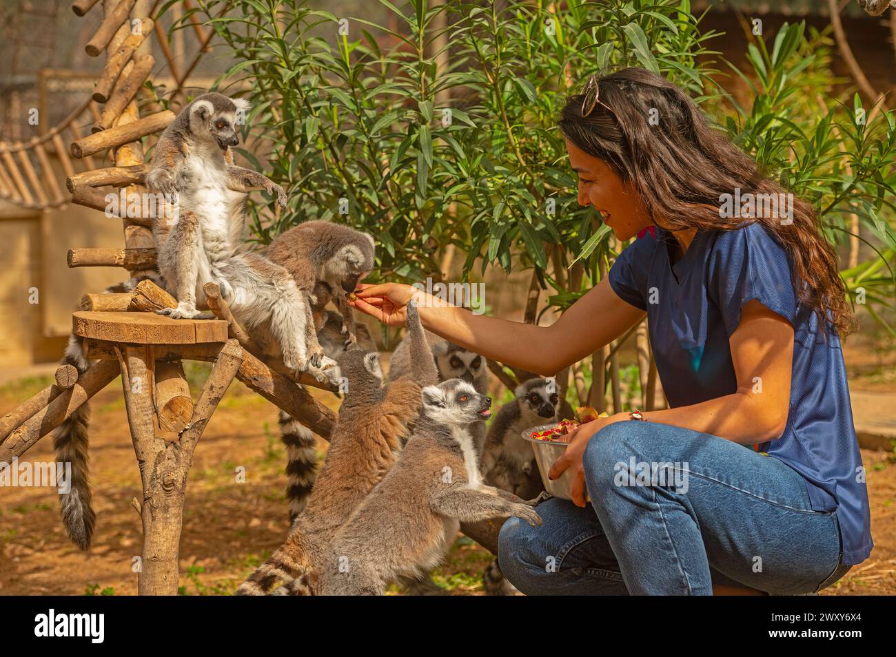 Young carer woman feeds lemurs with fruit in a zoo. Lemur catta Stock ...