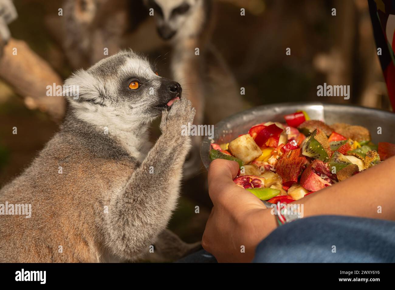 Cute and funny lemurs in the zoo eat fruit from the bowl in the hands ...