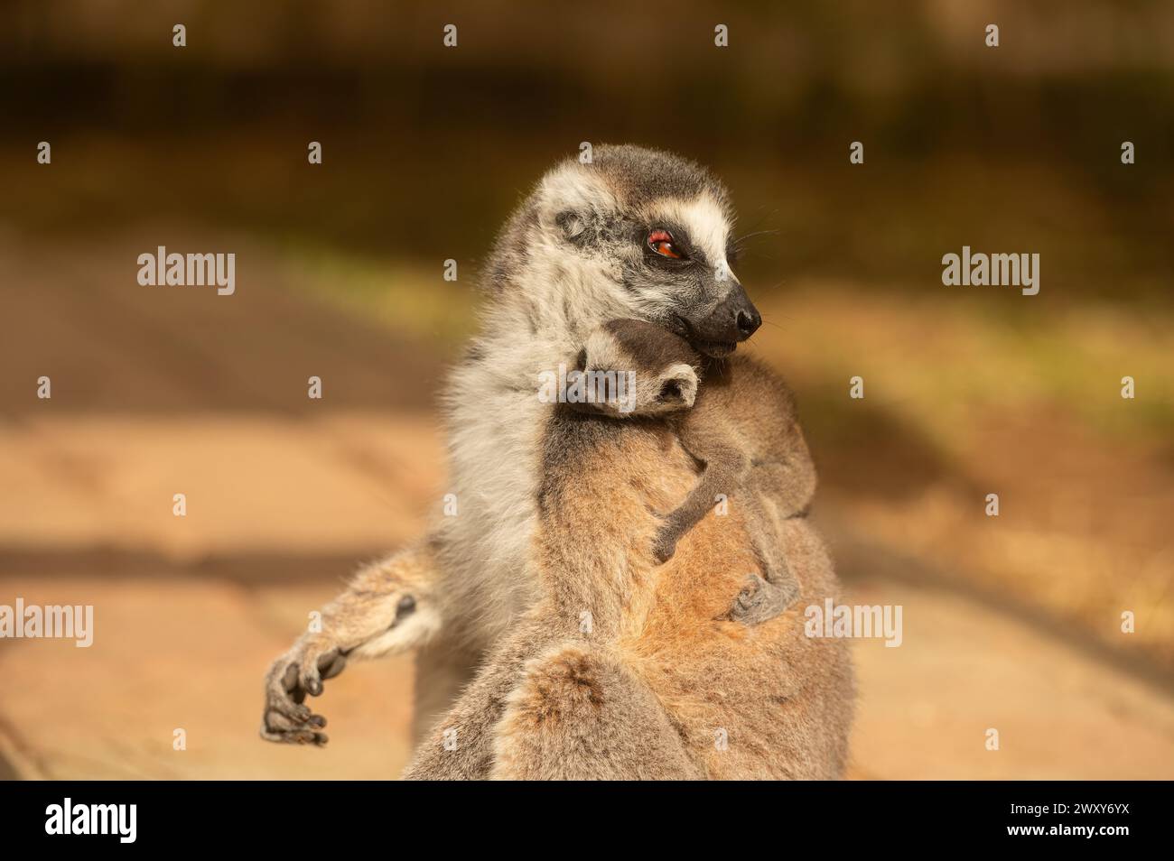 Baby lemur sleeping on its mother's shoulder. Lemur catta Stock Photo ...