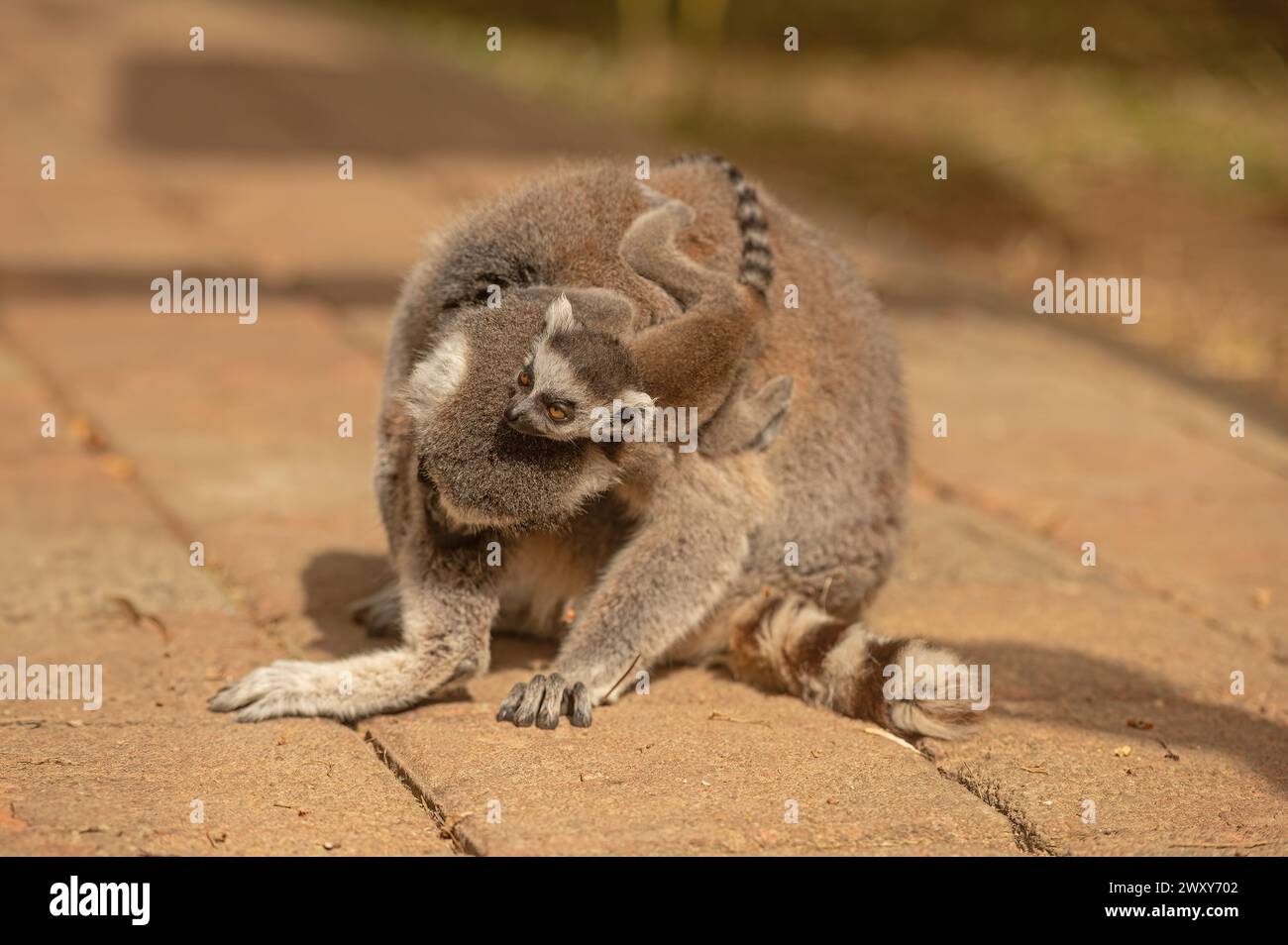 Baby lemur clinging to its mother's back. Lemur catta Stock Photo - Alamy