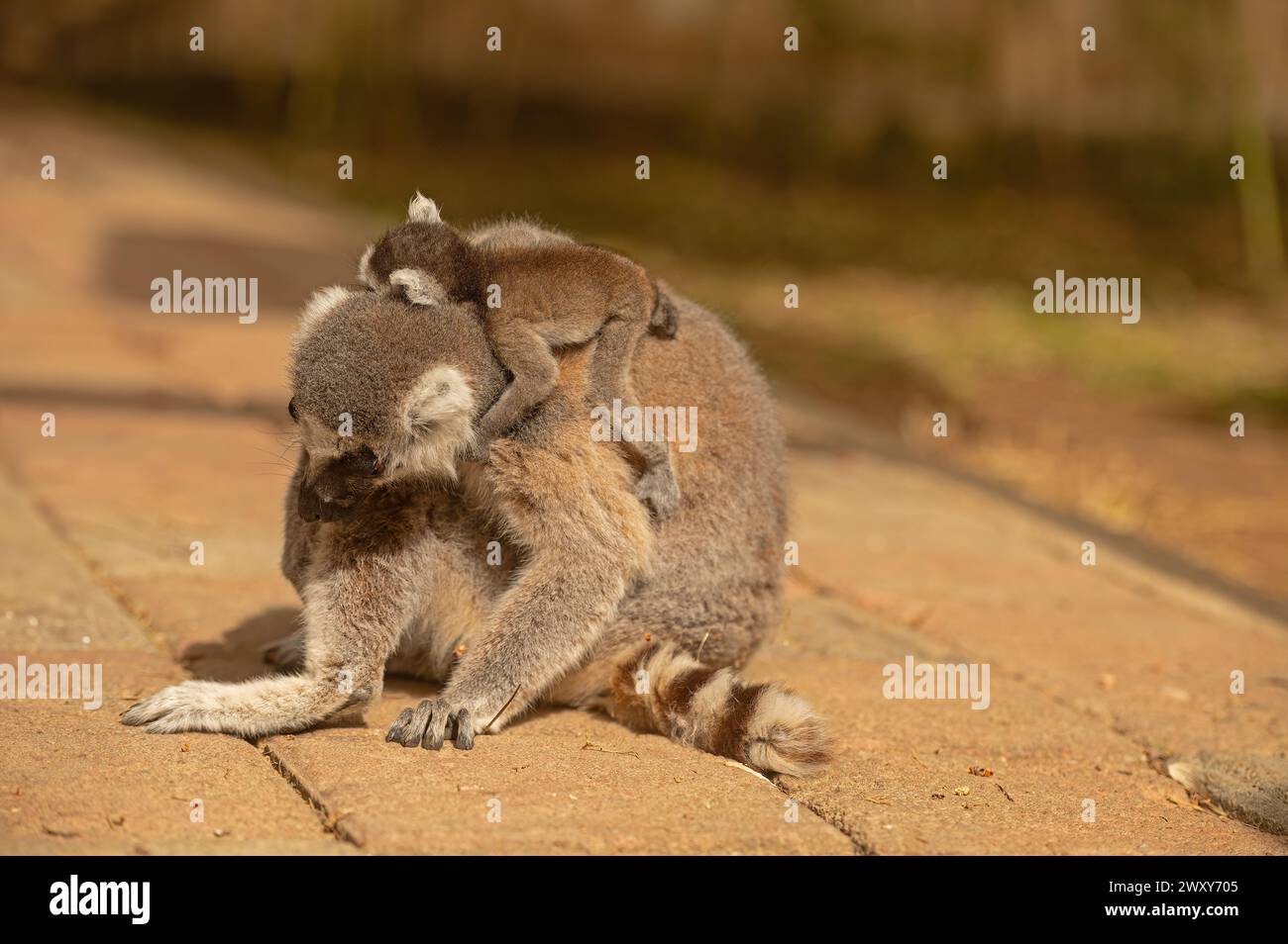 Baby lemur sleeping on its mother's back. Lemur catta Stock Photo - Alamy
