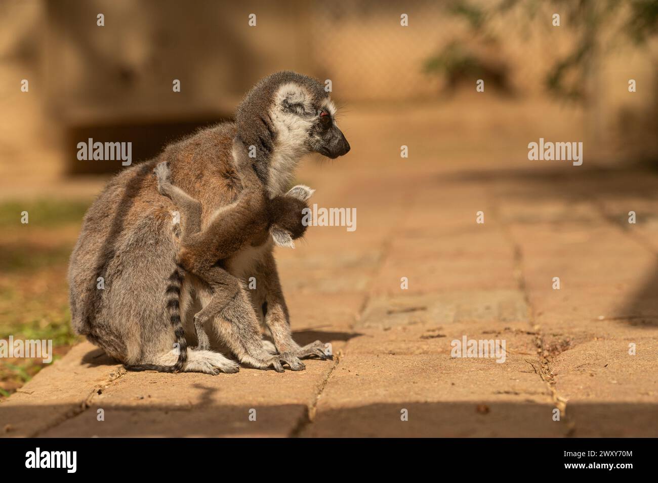 Baby lemur clinging to its mother's back. Lemur catta Stock Photo - Alamy