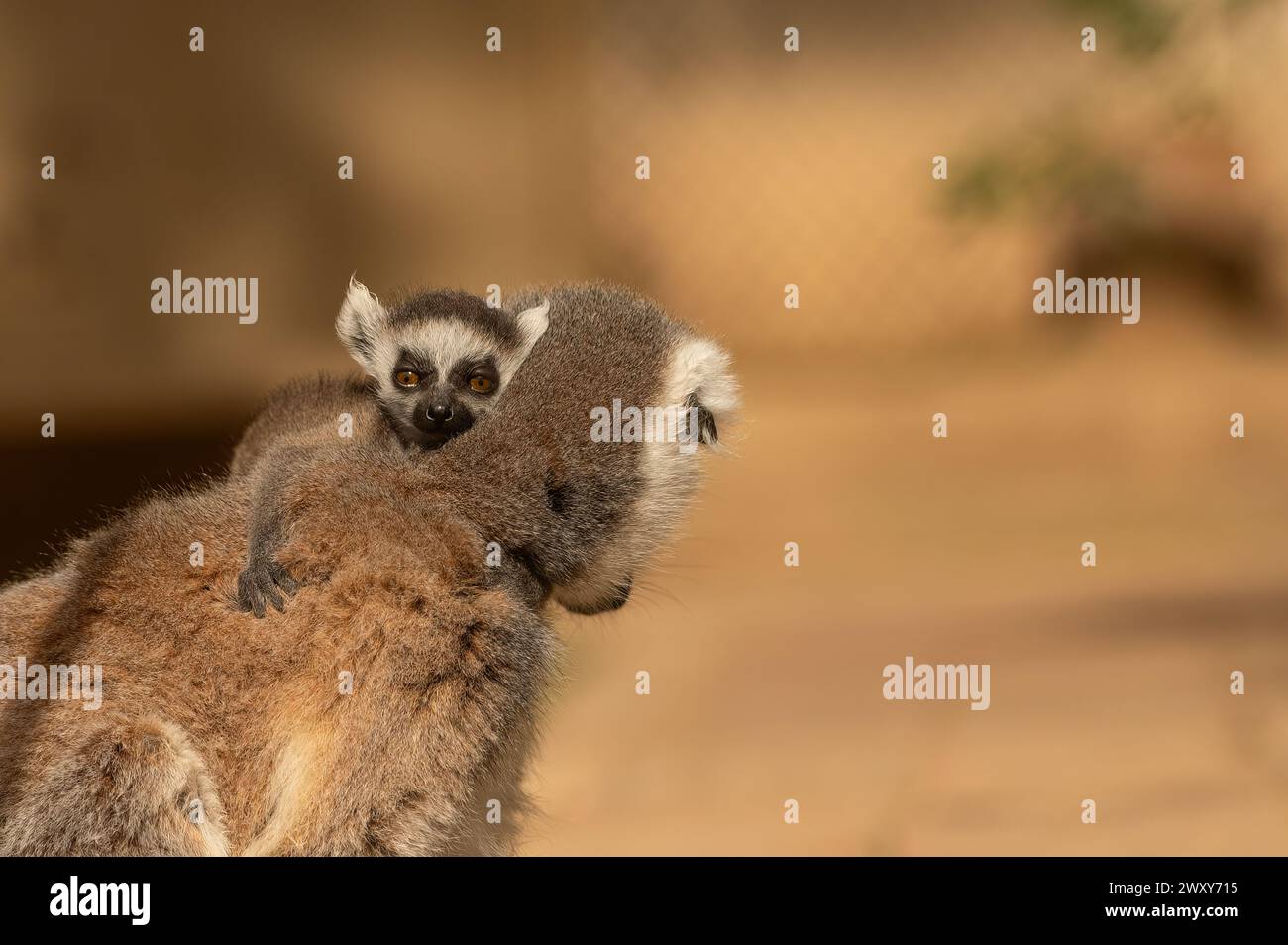 Cute baby lemur hugging his mum's neck, watching the surroundings ...