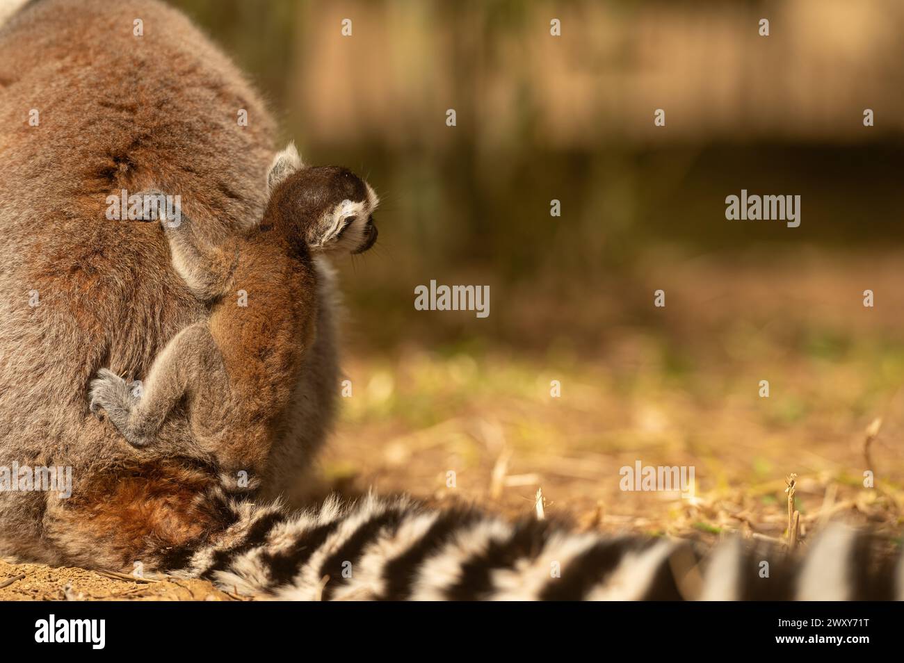 Baby lemur clinging to its mother's back. Lemur catta Stock Photo - Alamy