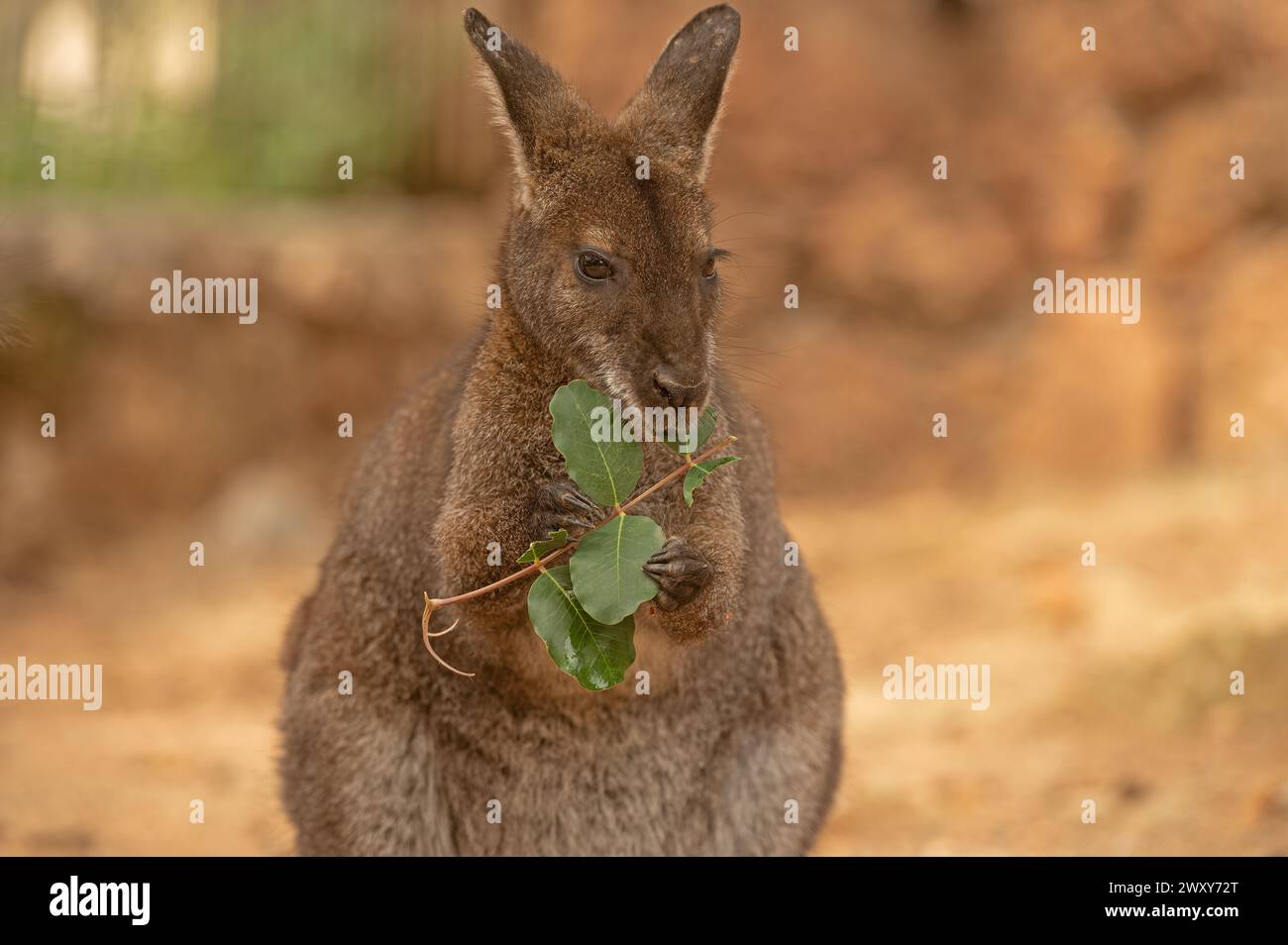The kangaroo is feeding on a tree leaf Stock Photo - Alamy