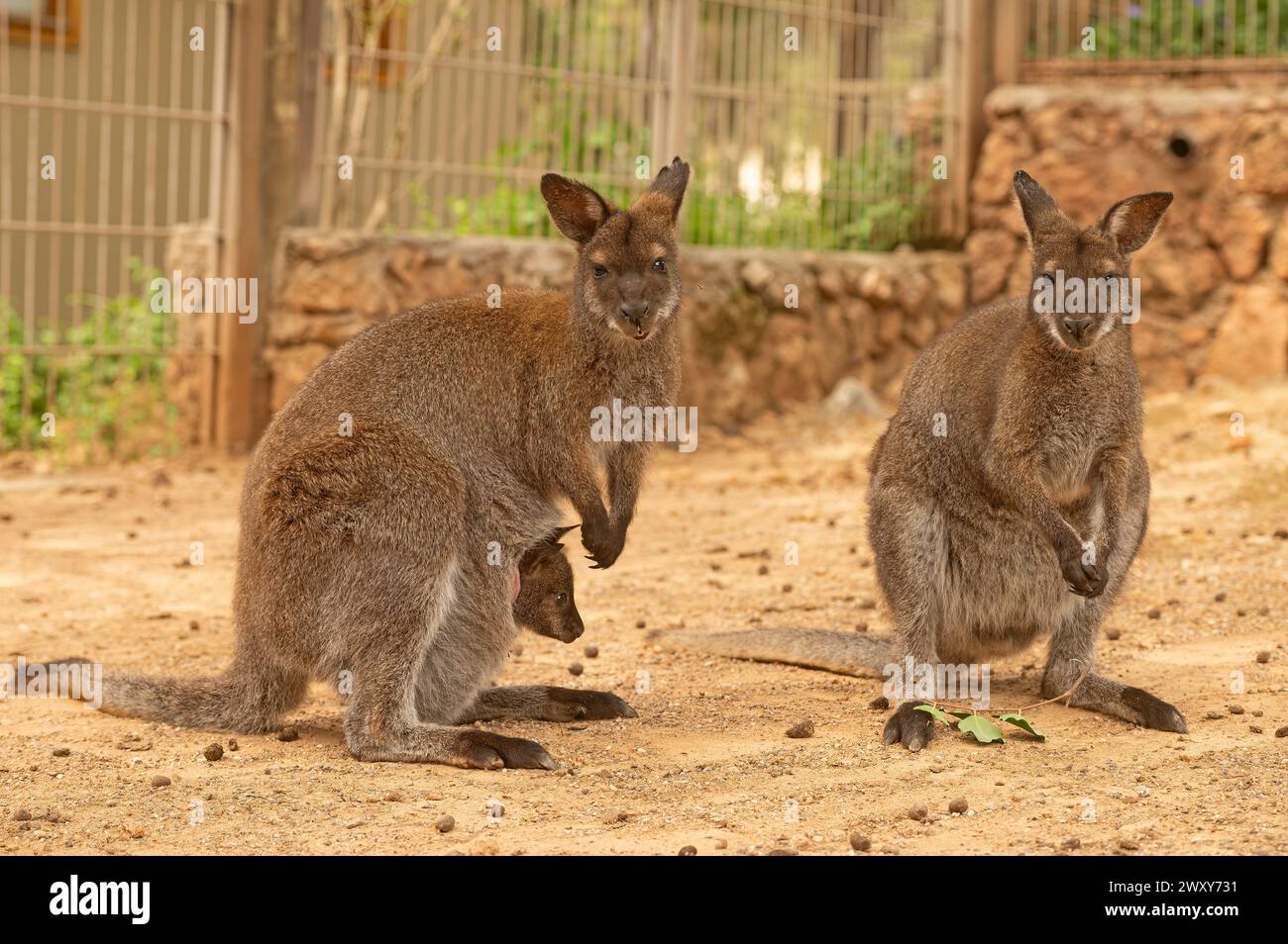 The kangaroo family stands with the baby in its pouch Stock Photo - Alamy