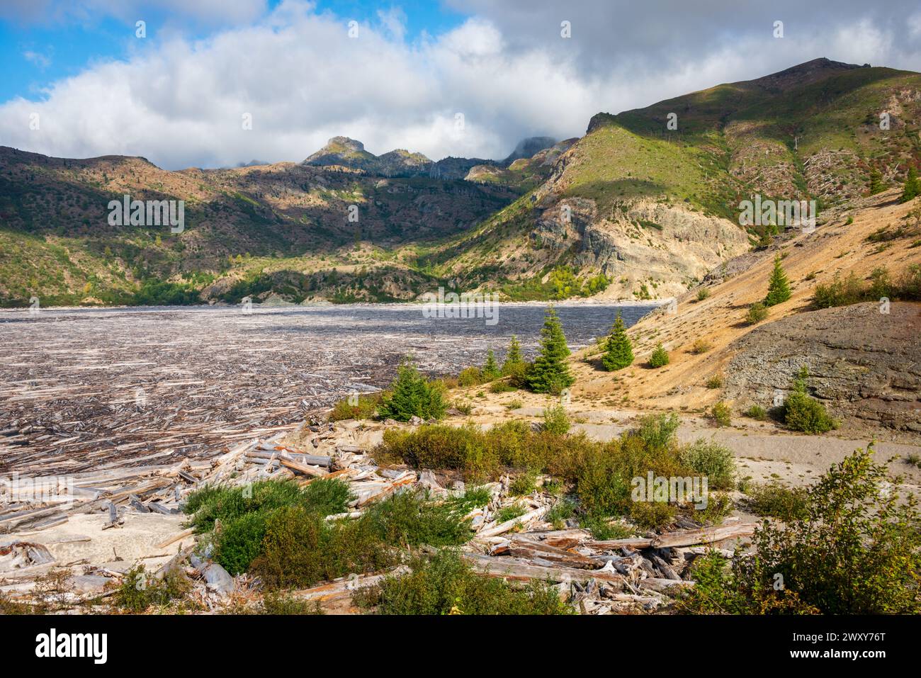 The Floating Logs of Spirit Lake at Mount St. Helens, Stratovolcano in ...