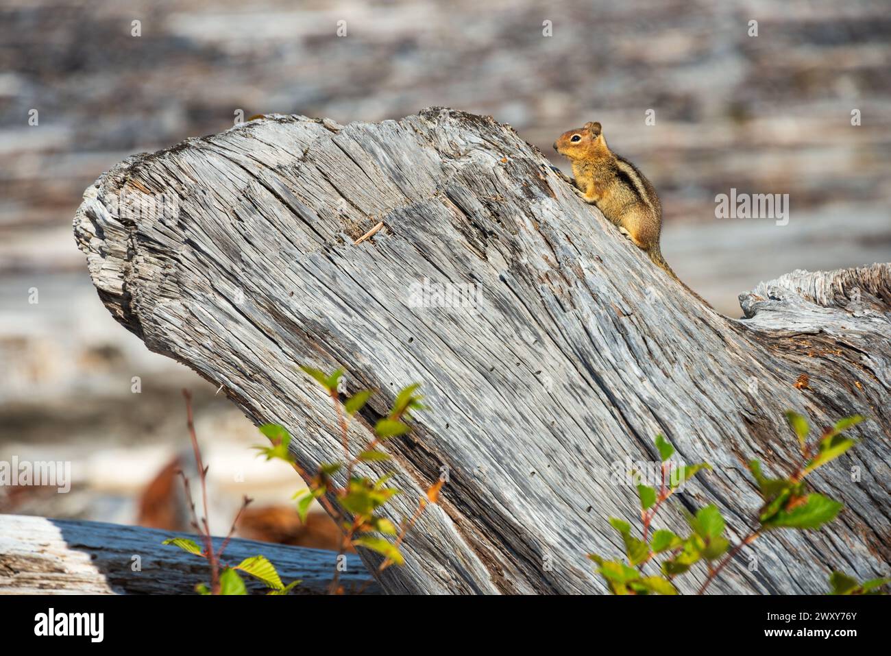 A Chipmunk on a Log at The Floating Logs of Spirit Lake at Mount St ...