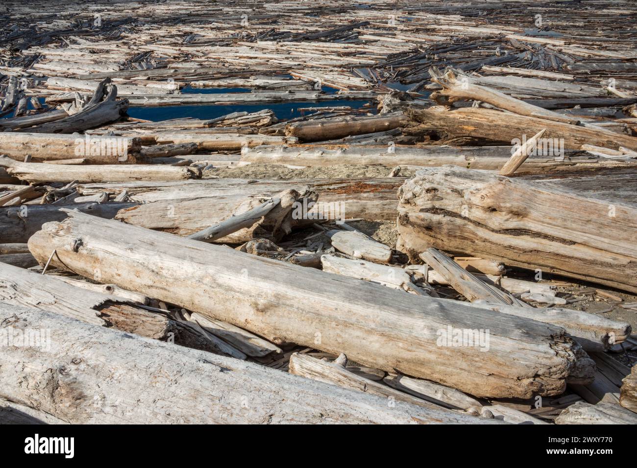 The Floating Logs of Spirit Lake at Mount St. Helens, Stratovolcano in ...