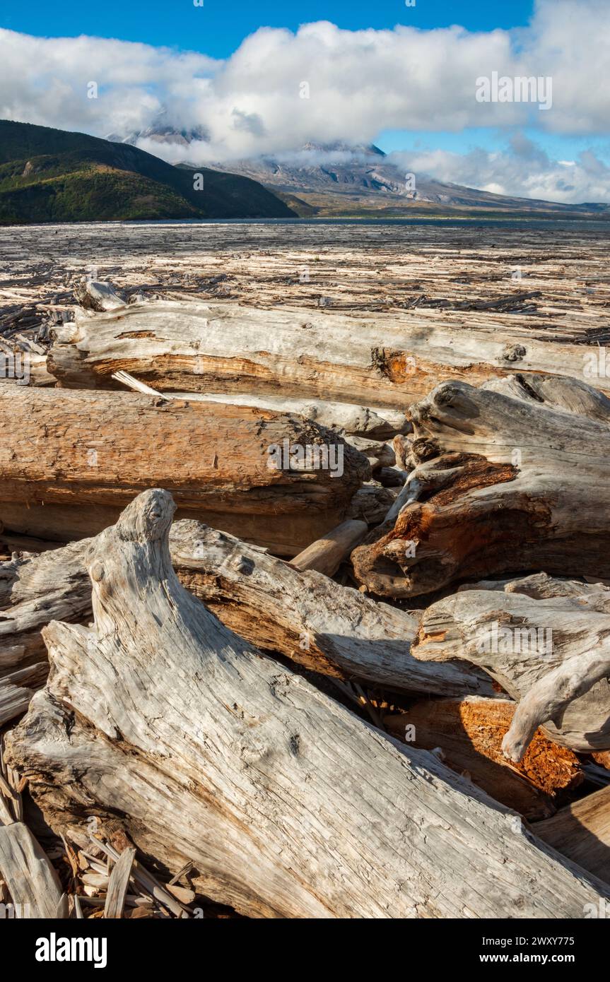 The Floating Logs of Spirit Lake at Mount St. Helens, Stratovolcano in ...