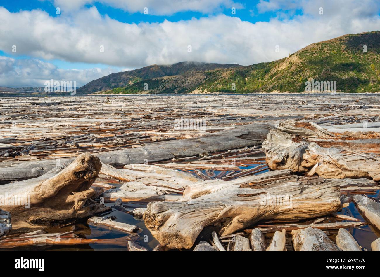 The Floating Logs of Spirit Lake at Mount St. Helens, Stratovolcano in ...