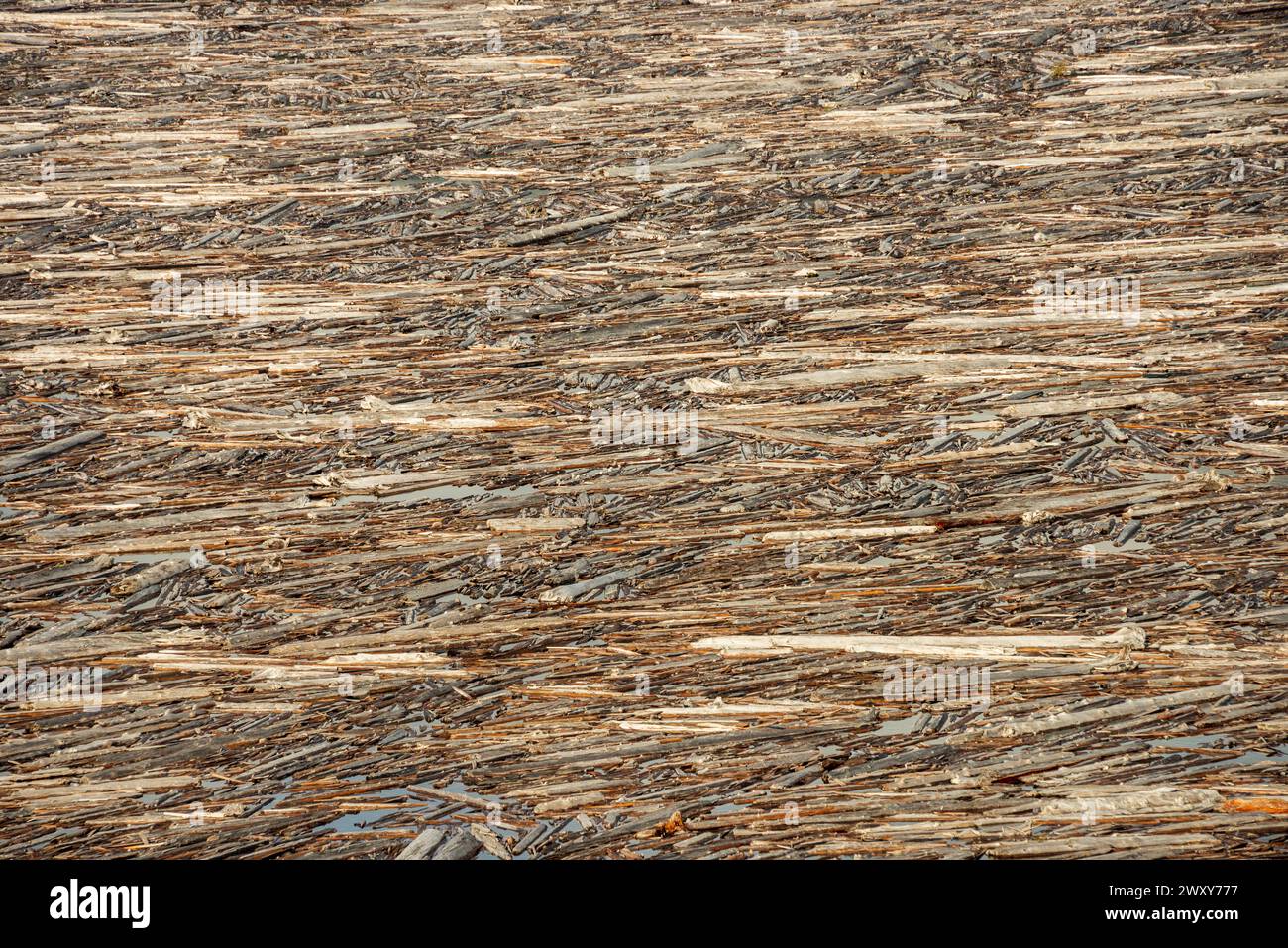 The Floating Logs of Spirit Lake at Mount St. Helens, Stratovolcano in ...
