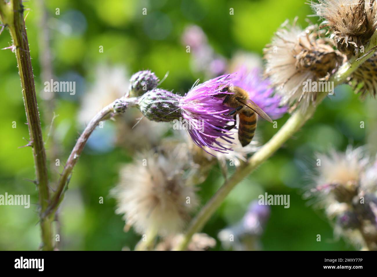 Bees and their importance in nature Stock Photo - Alamy