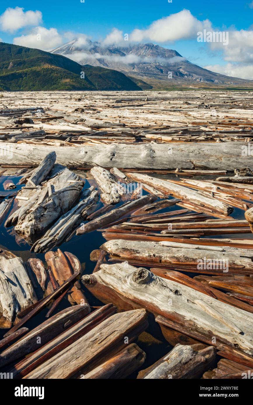 The Floating Logs of Spirit Lake at Mount St. Helens, Stratovolcano in ...