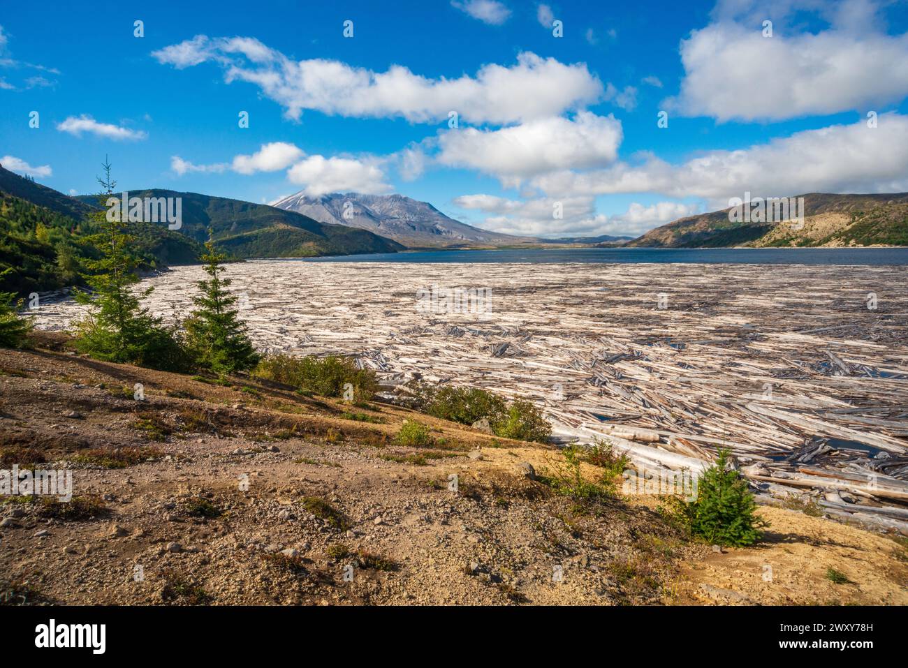 The Floating Logs of Spirit Lake at Mount St. Helens, Stratovolcano in ...