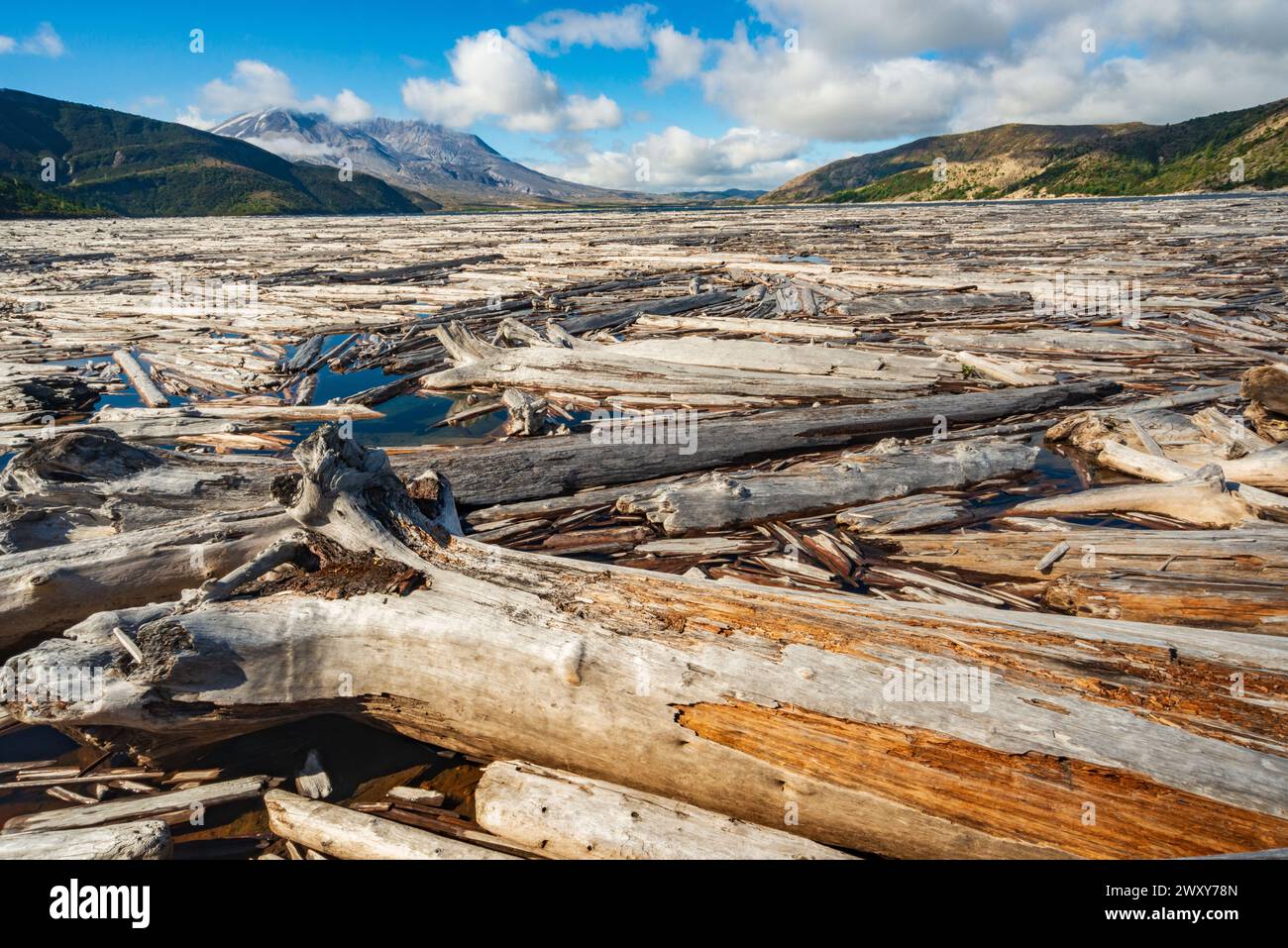 The Floating Logs of Spirit Lake at Mount St. Helens, Stratovolcano in ...