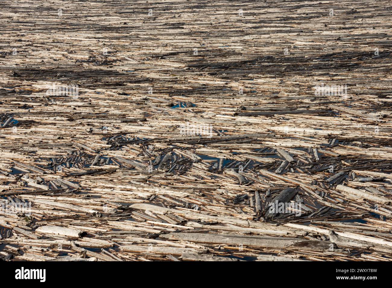 The Floating Logs of Spirit Lake at Mount St. Helens, Stratovolcano in ...