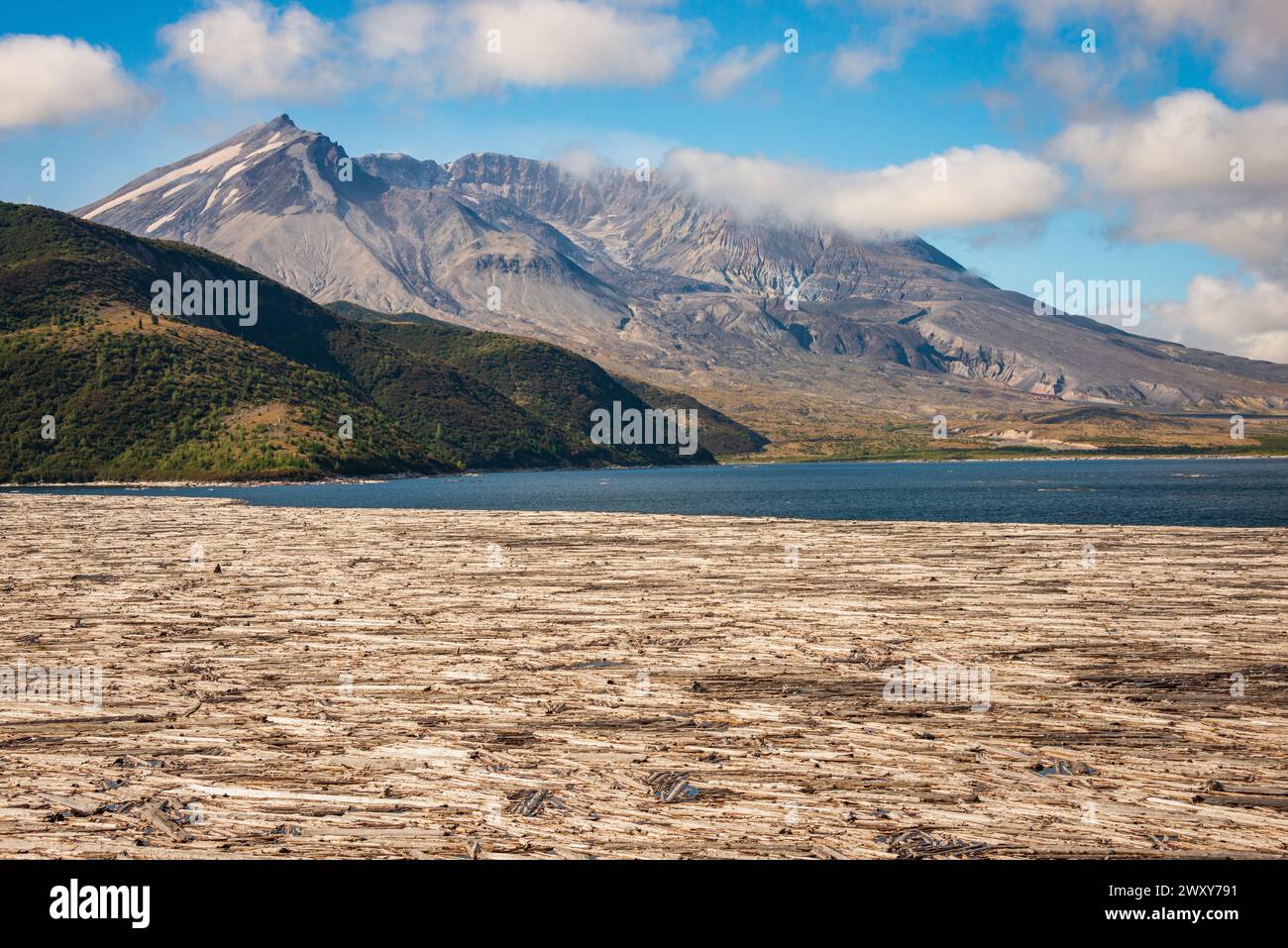 The Floating Logs of Spirit Lake at Mount St. Helens, Stratovolcano in ...