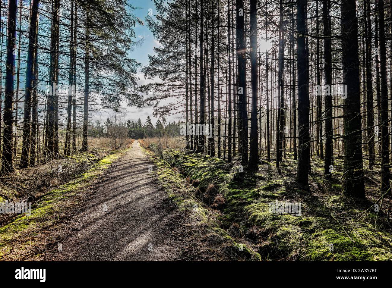 Fur tree plantation at Karlsgaarde Lake in Jutland, Denmark Stock Photo ...