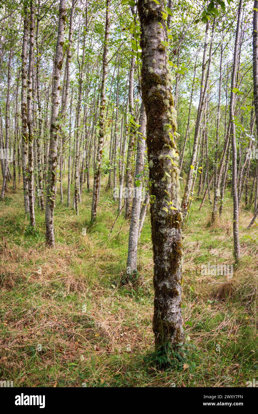 The Hummocks Trail Loop at Mount St. Helens, Stratovolcano in Skamania ...