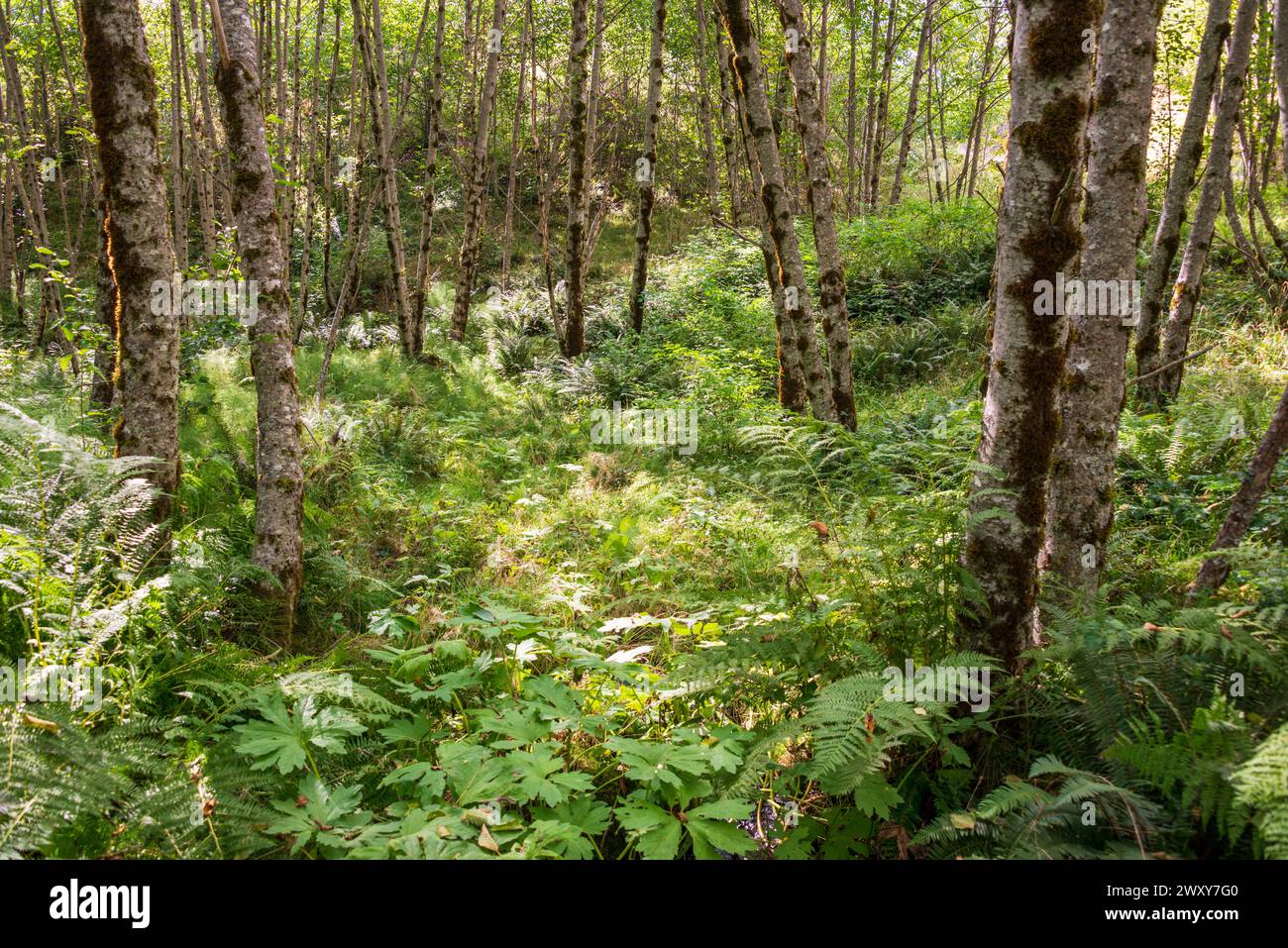 The Hummocks Trail Loop at Mount St. Helens, Stratovolcano in Skamania ...