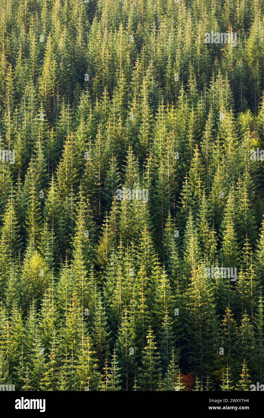 New Growth Pine Trees at Mount St. Helens, Stratovolcano in Skamania ...