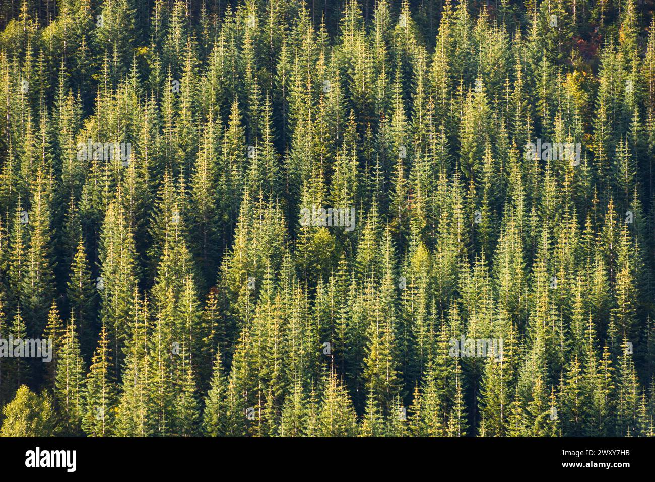 New Growth Pine Trees at Mount St. Helens, Stratovolcano in Skamania ...