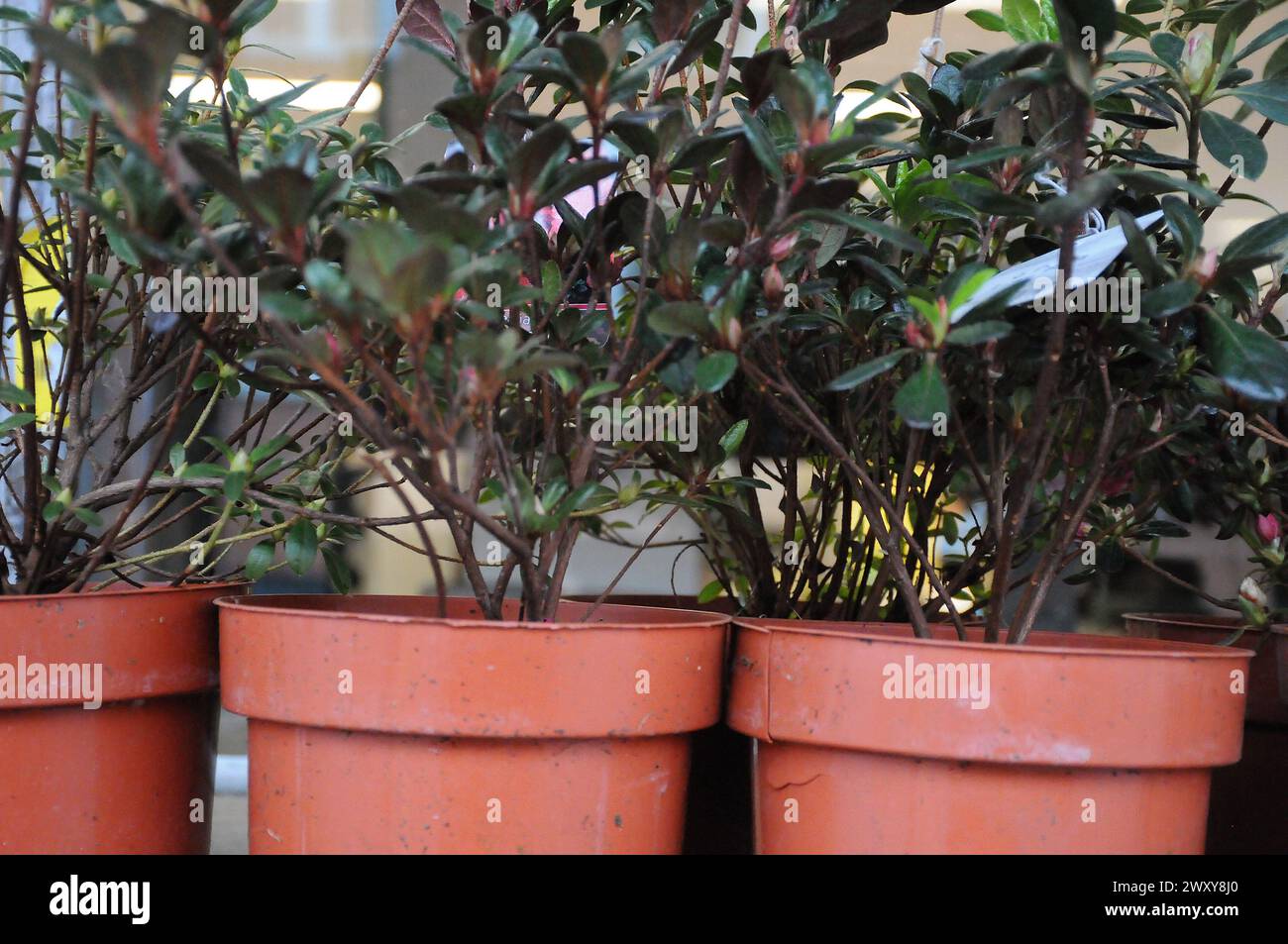 Copenhagen, Denmark /03 April 2024/Flower plants sale on easter sunday ...