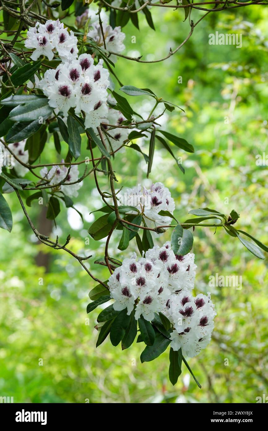 Rhododendron Sappho, compact trusses of white flowers, bold blackish ...