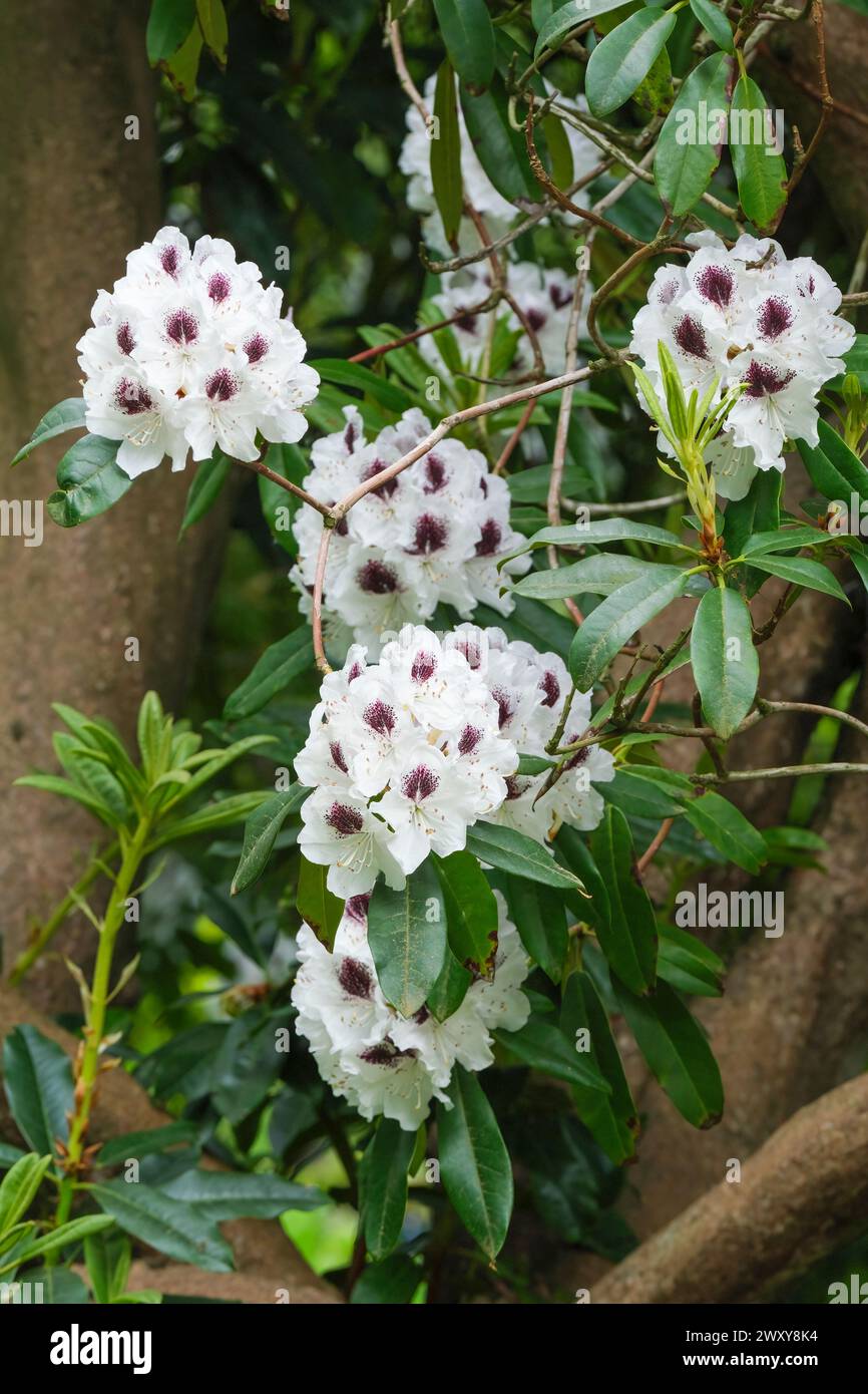 Rhododendron hachmanns sappho hi-res stock photography and images - Alamy