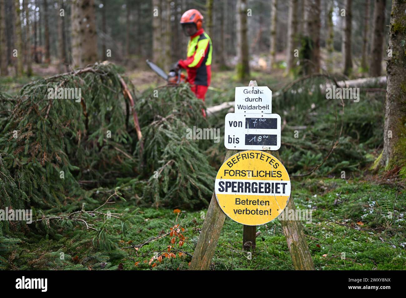 Illustration on the topic "Forestry/Forest/Trees/Climate/Forest ...