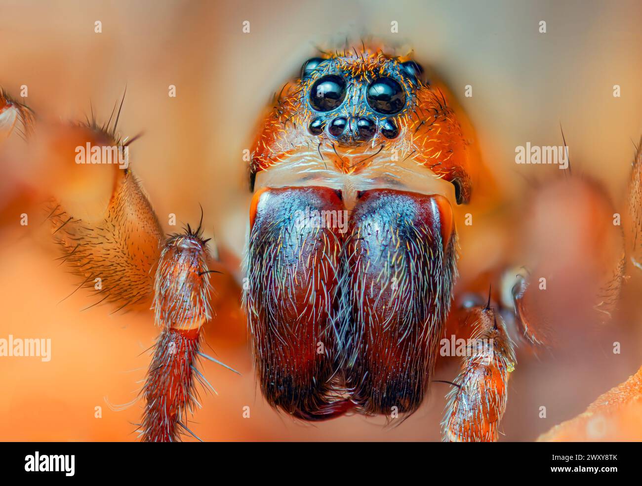 Portrait of Ground wolf spider - Trochosa terricola Stock Photo - Alamy