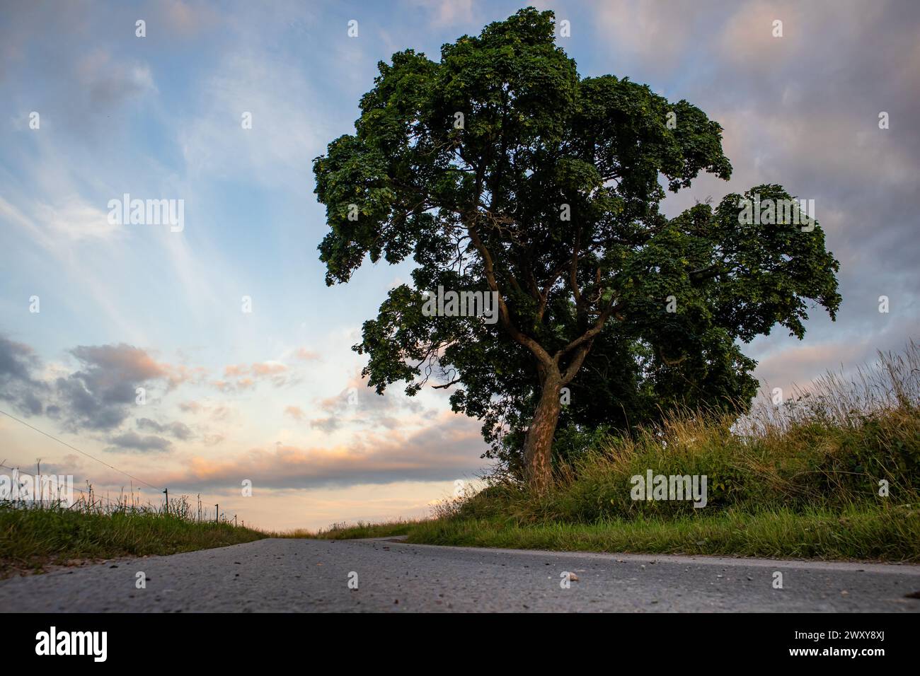 Sonnenuntergang am baum hi-res stock photography and images - Alamy