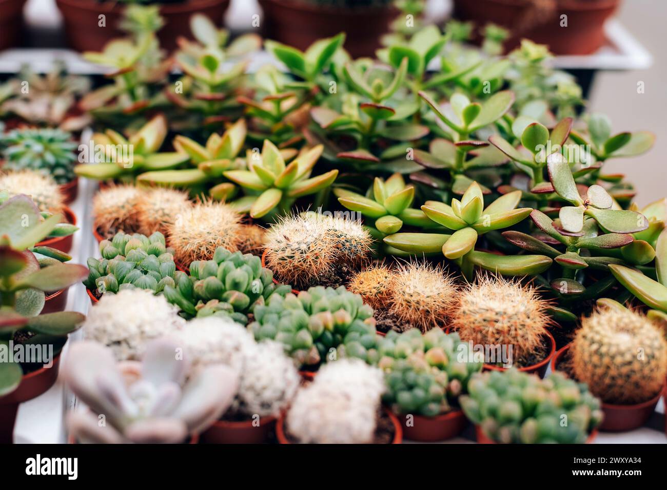 Succulents in pots hi-res stock photography and images - Alamy