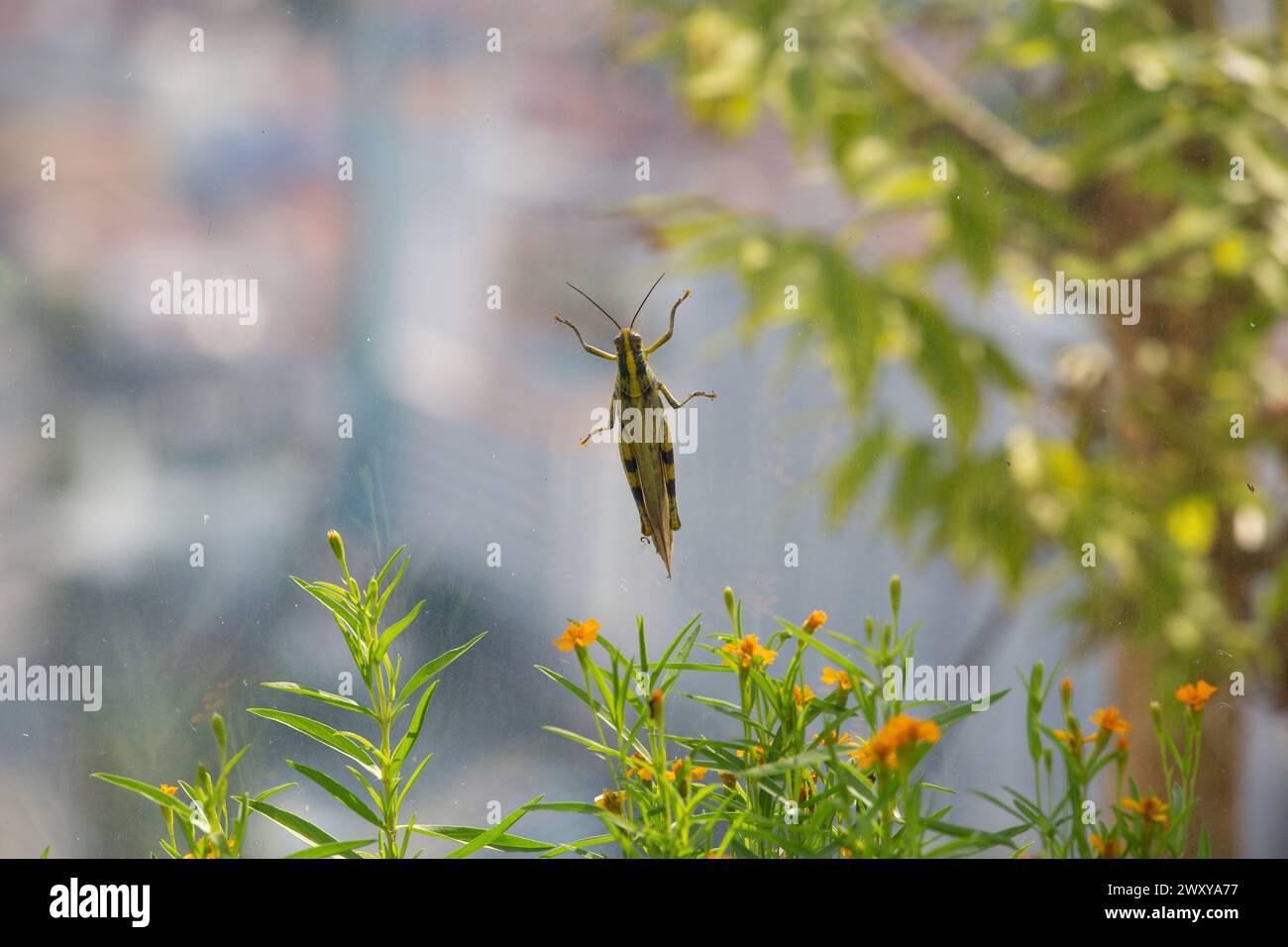A live giant locust or grasshopper insect stick on the window plane on ...