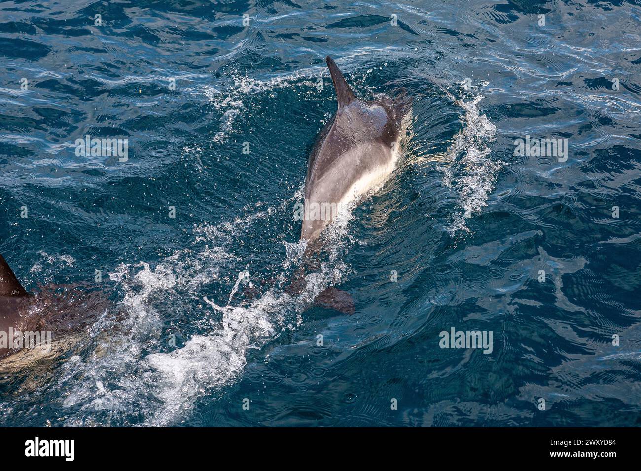Members of a pod of Common dolphin (Delphinus delphis) swimming next to ...