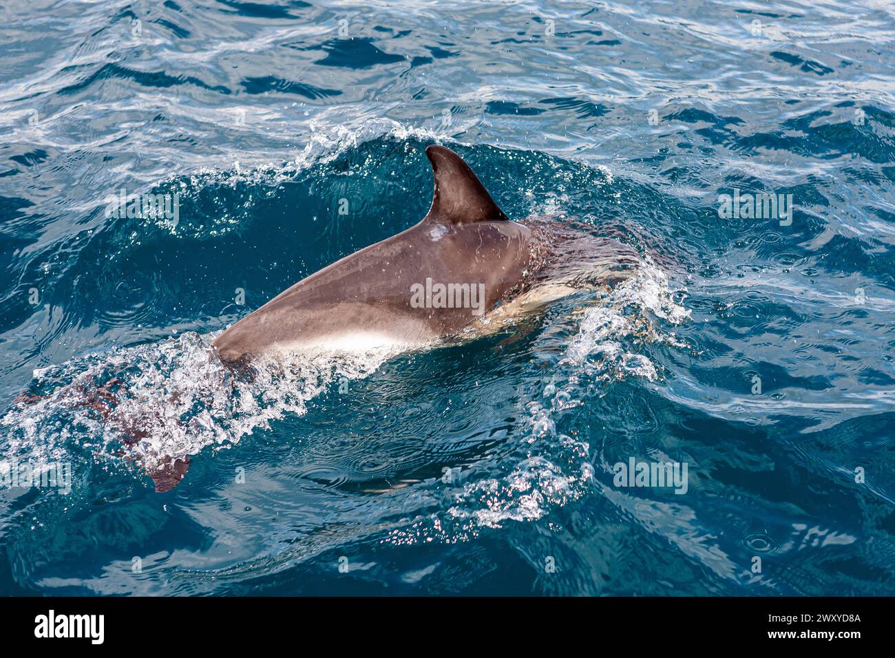 Member of a pod of Common dolphin (Delphinus delphis) swimming next to ...