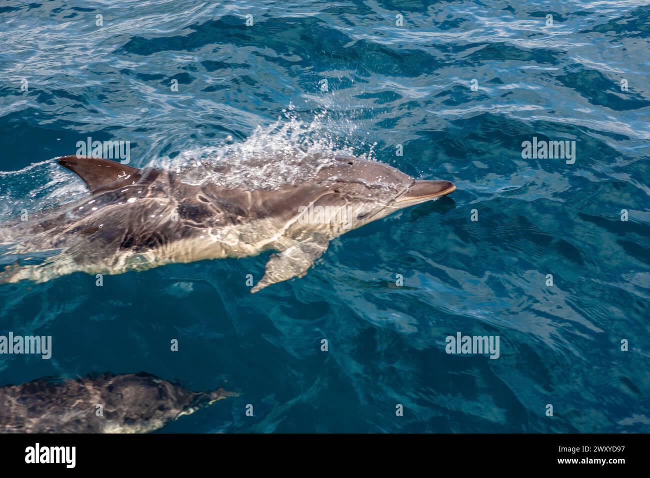 Member of a pod of Common dolphin (Delphinus delphis) swimming next to ...