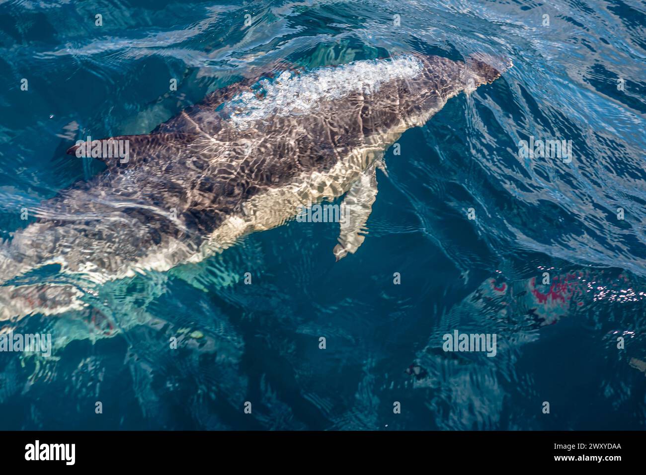 Member of a pod of Common dolphin (Delphinus delphis) swimming next to ...