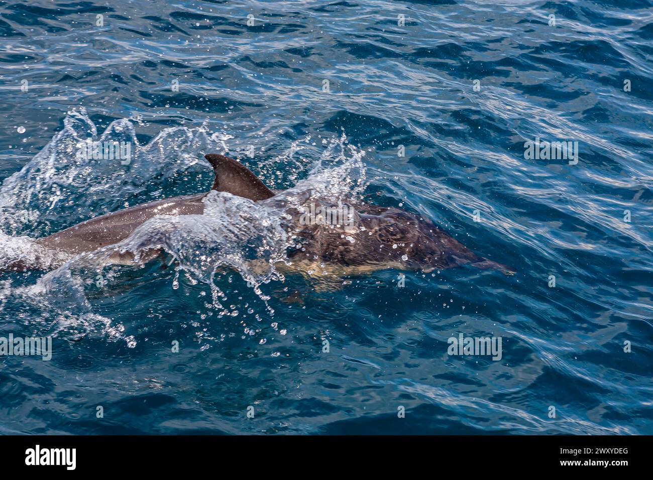 Member of a pod of Common dolphin (Delphinus delphis) swimming next to ...