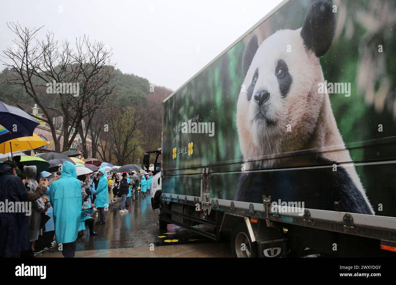 Yongin, South Korea. 3rd Apr, 2024. People bid farewell to giant panda ...