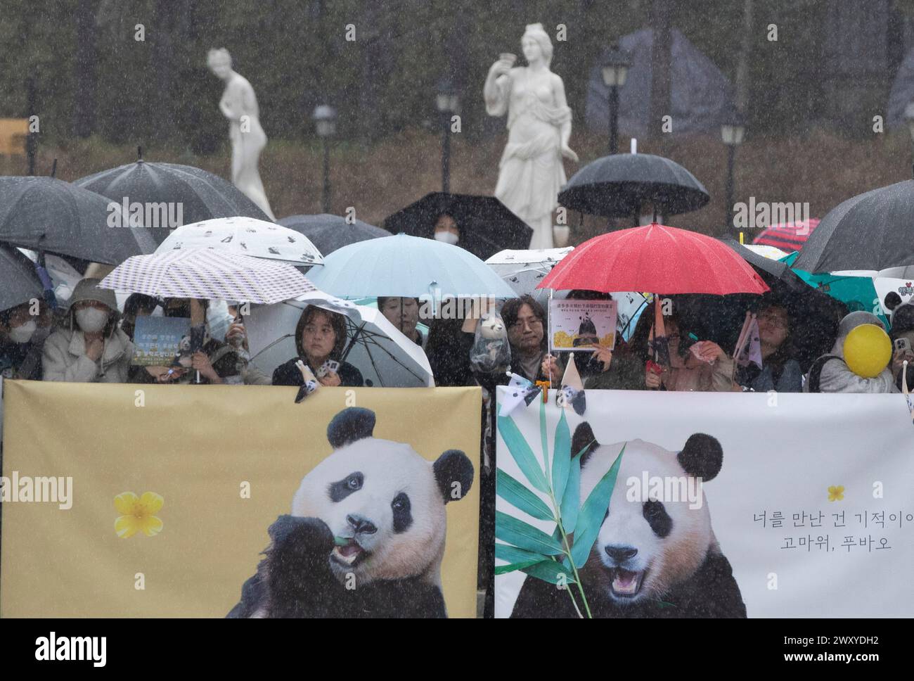 Yongin, South Korea. 3rd Apr, 2024. People bid farewell to giant panda ...